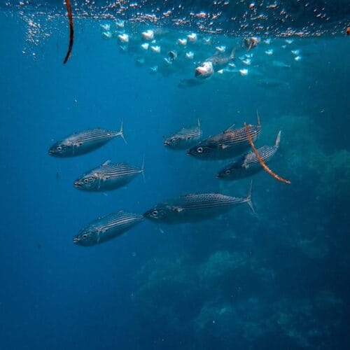 6 Hour Reef Fishing in Ensenada - Tours California Norte